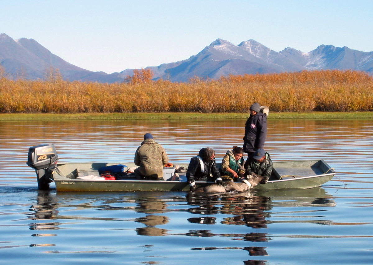 Connecting Kids and Caribou | CLEARING: PNW Journal of Environmental ...